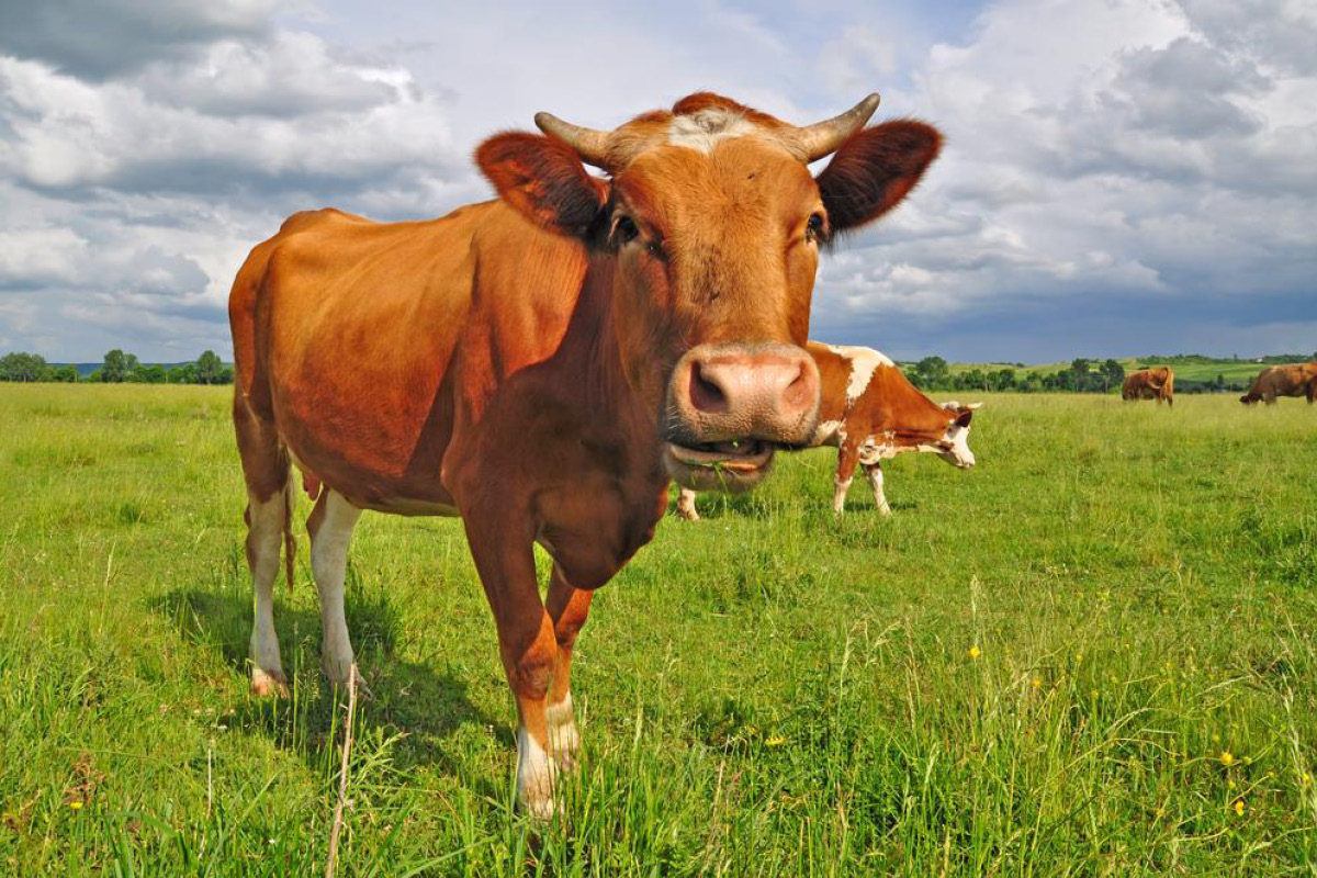 Organic vs. Conventional Beef - America Top 10